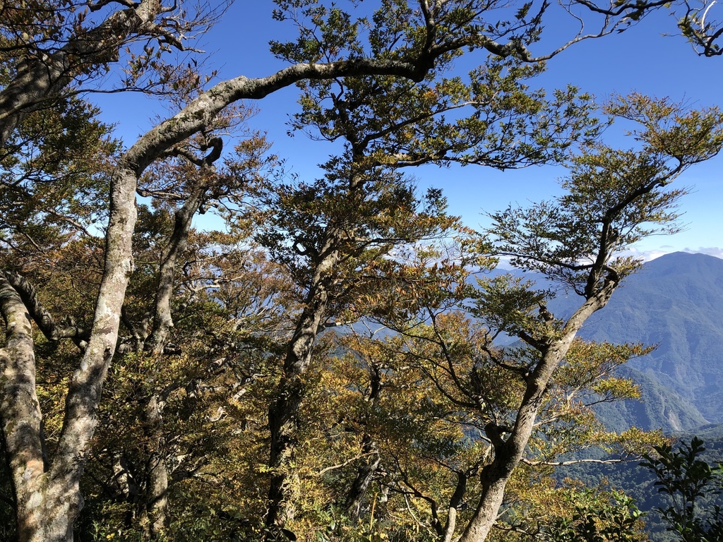 Taiwan beech (Fagus hayatae) - Botanical Realm