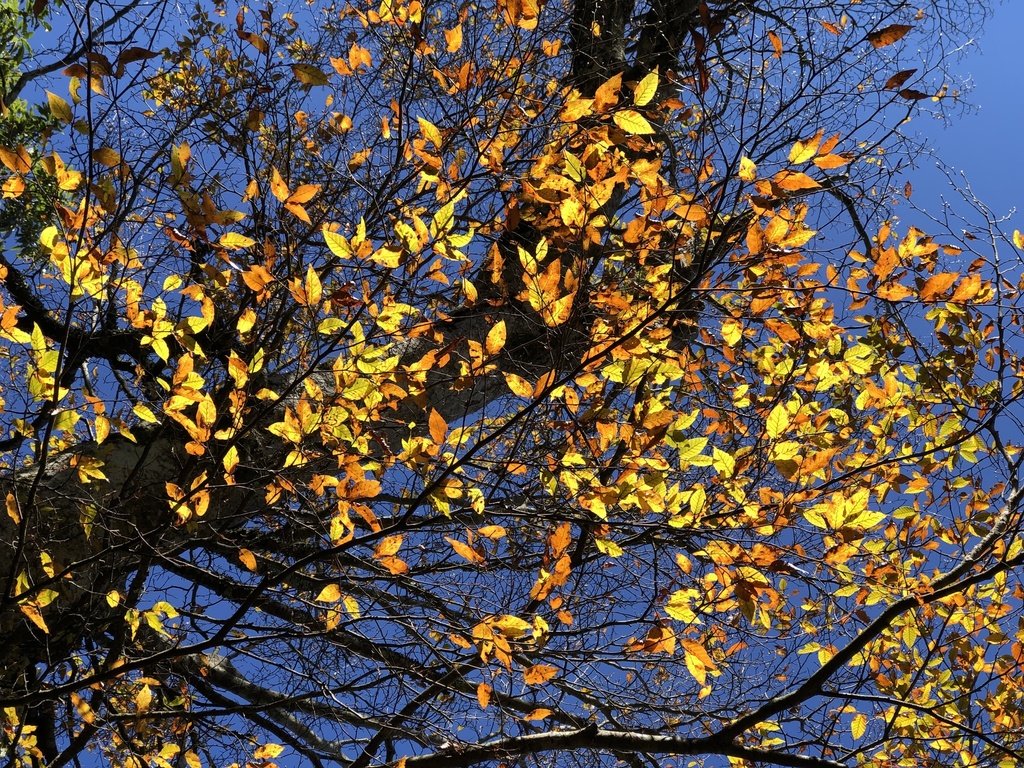 Taiwan beech (Fagus hayatae) - Botanical Realm