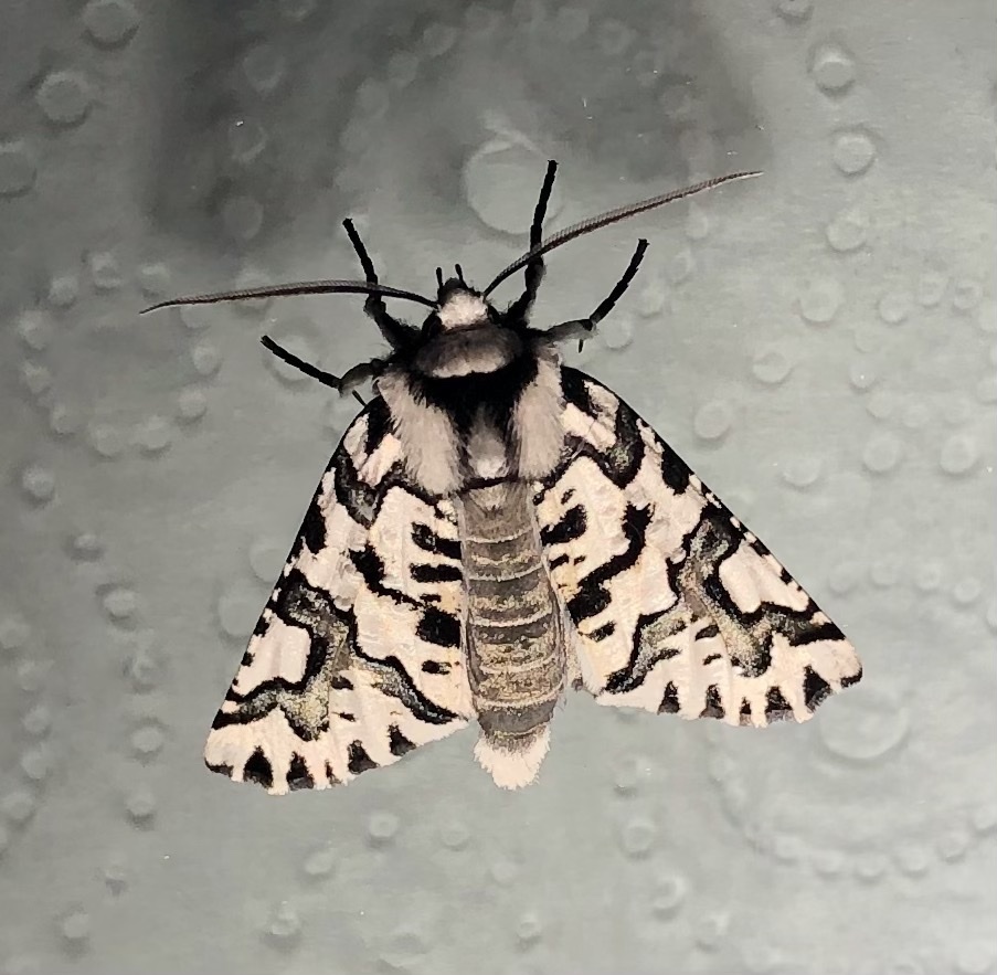 North Island Lichen Moth from Mangorei Road, Merrilands, Taranaki, NZ ...