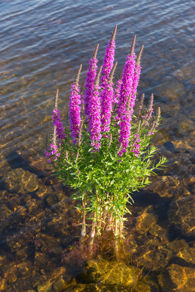 Purple Loosestrife (Indiana Pesticide Plants) · iNaturalist