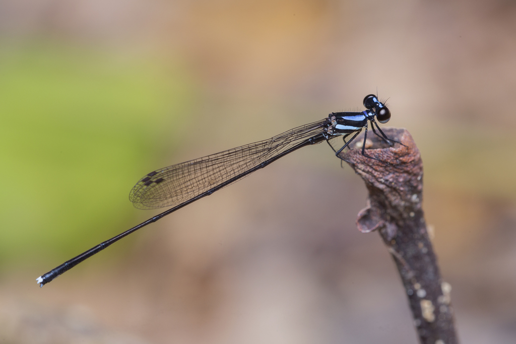 Collared Threadtail from Upper Thomson Rd, Singapore on November 12 ...