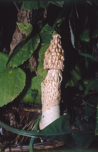Phallus sibiricus · iNaturalist United Kingdom