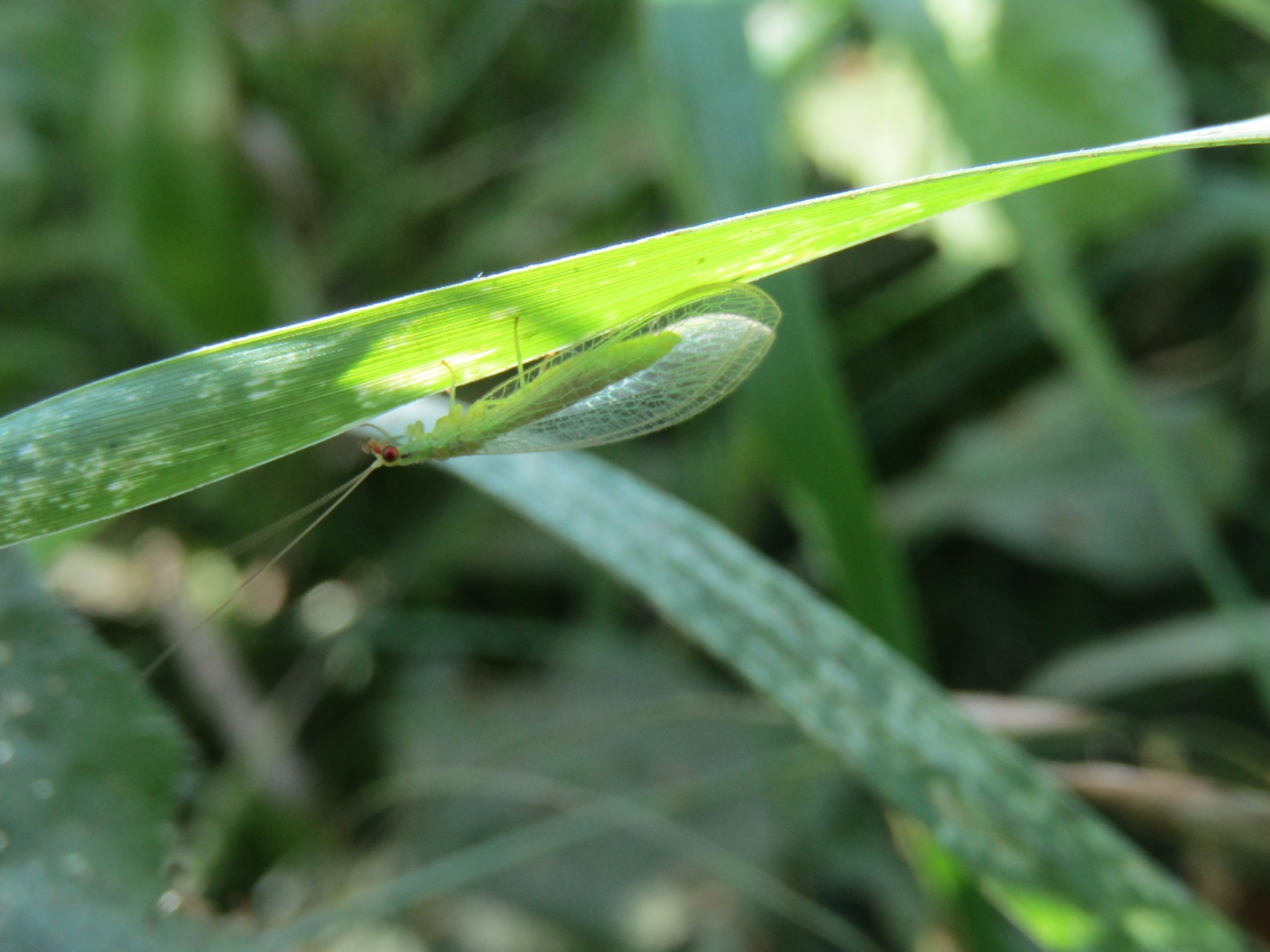 Chrysoperla externa (Hagen, 1861)