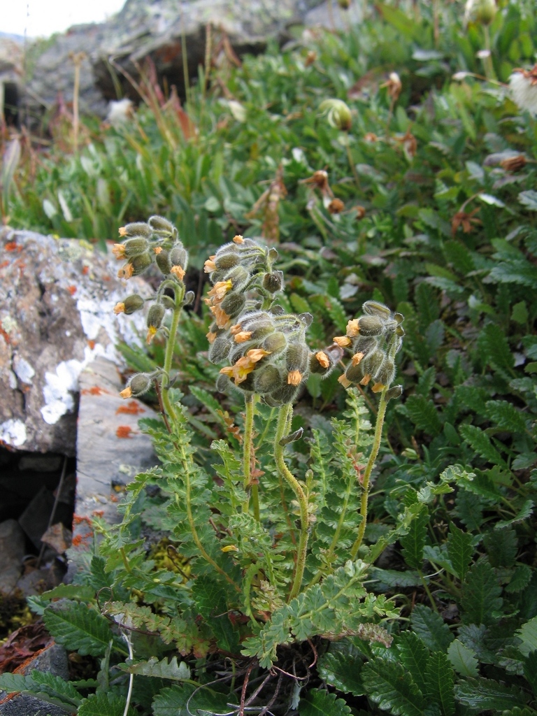 sweet biebersteinia (Biebersteinia odora) - Botanical Realm