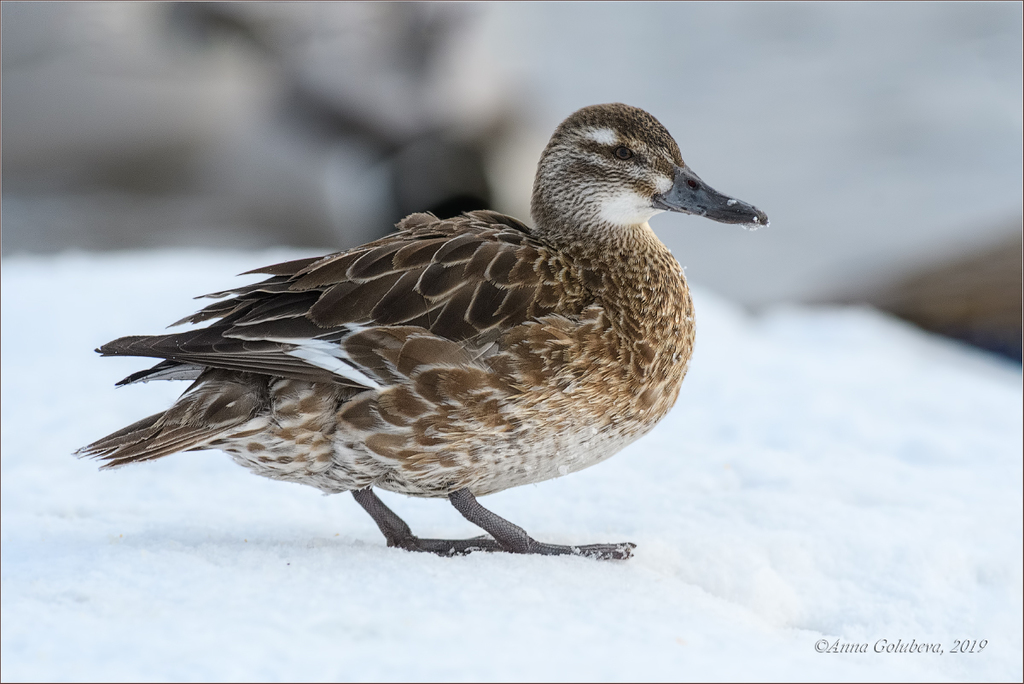 Garganey (Birds of the British Indian Ocean Territory ) · iNaturalist