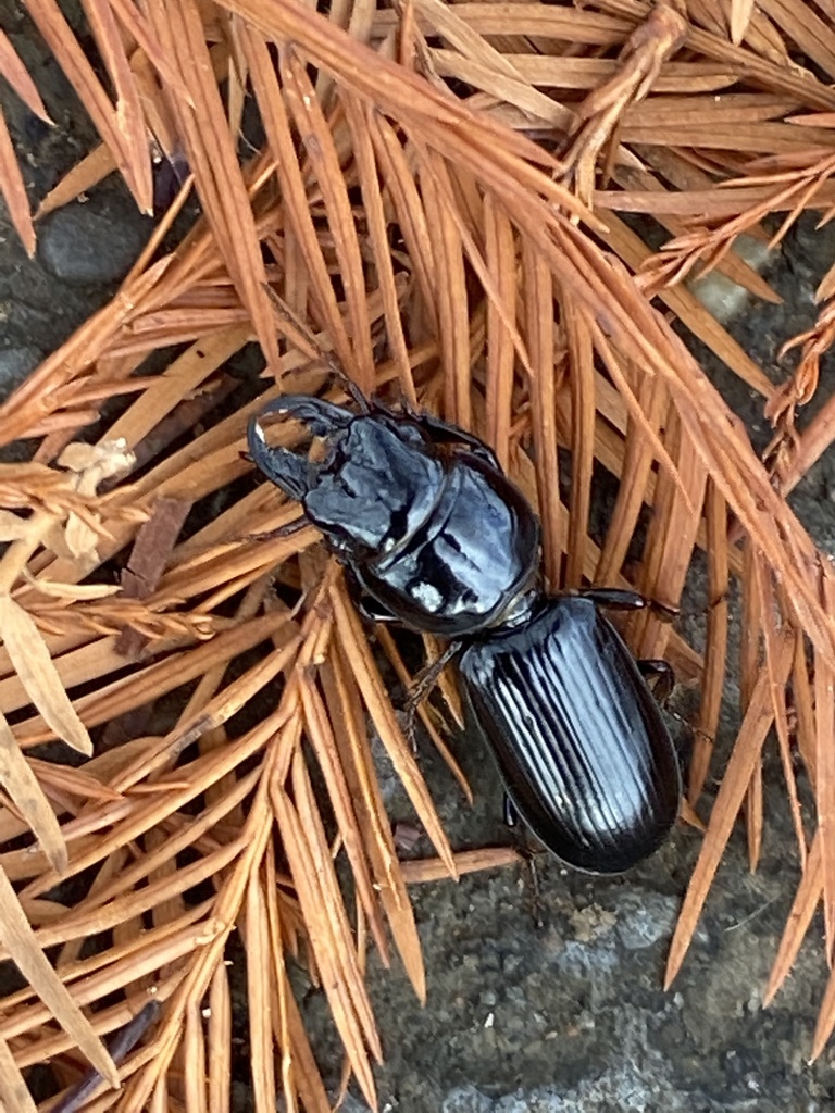 Big-headed Ground Beetle from Springfield, TN, US on November 11, 2020 ...