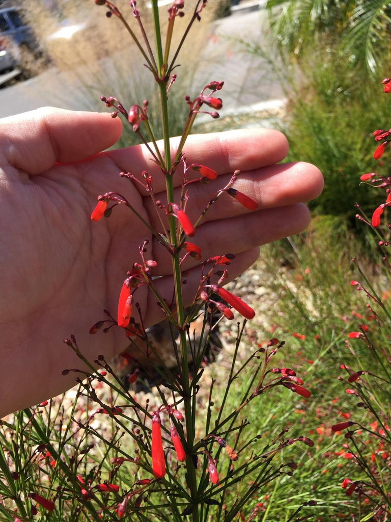 Firecracker plant from E University Dr, Tempe, AZ, US on April 16, 2020 ...
