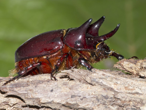 Strategus fascinus · iNaturalist Mexico
