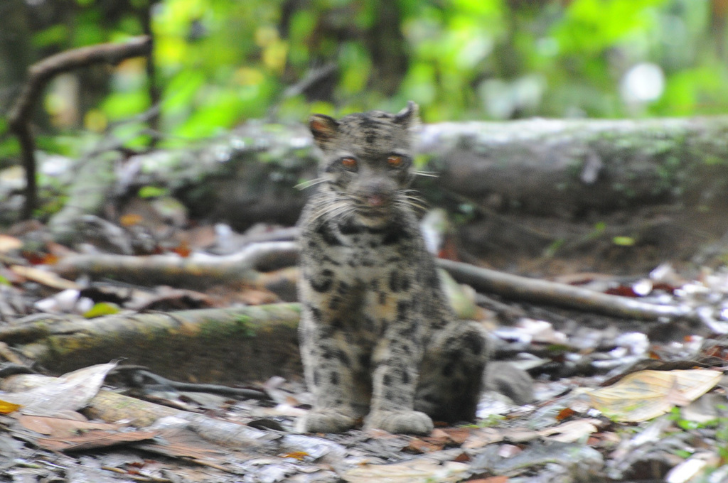 Bornean Clouded Leopard in July 2011 by Ben Tsai蔡維哲 · iNaturalist