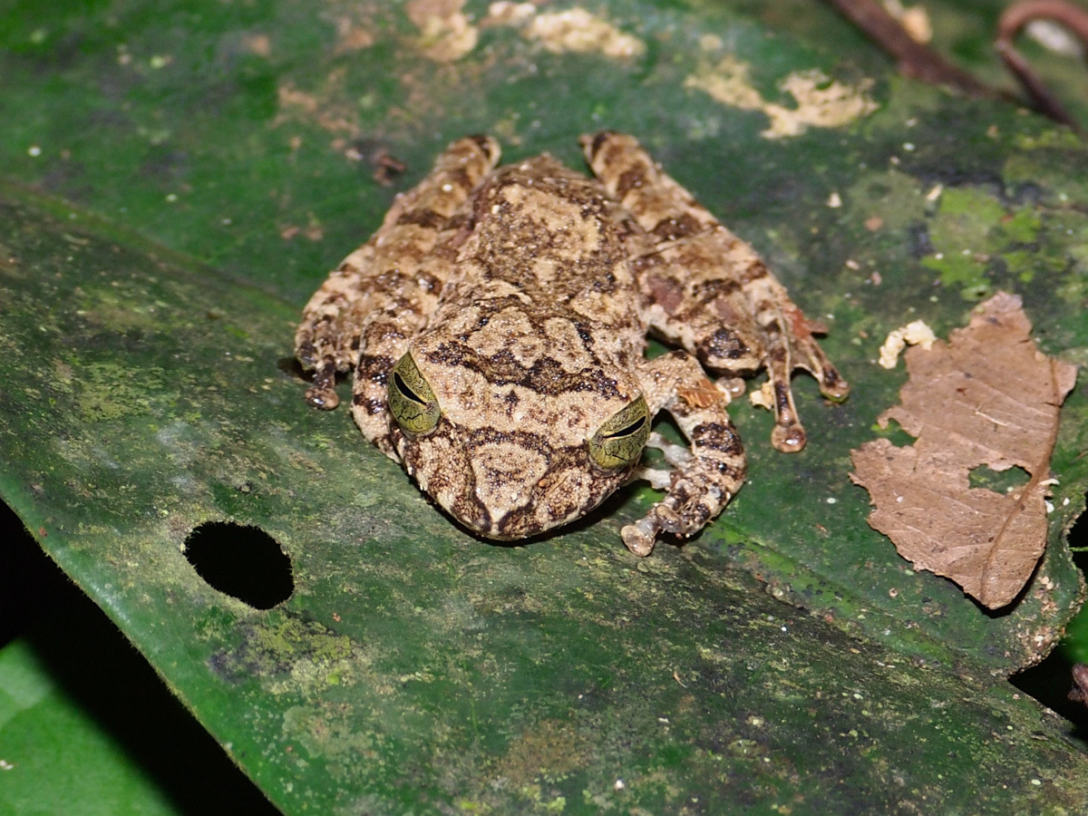 Philautus hosii (Boulenger, 1895)