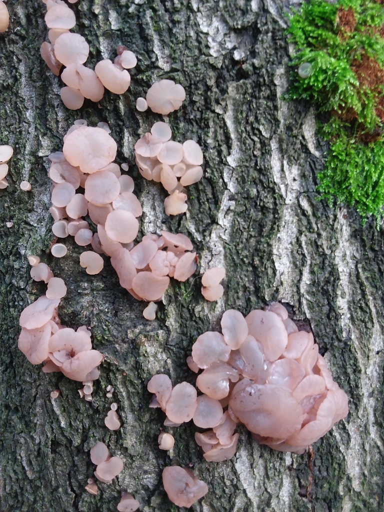 Beech Jelly-disc from Staffordshire, England, GB on November 12, 2020 ...