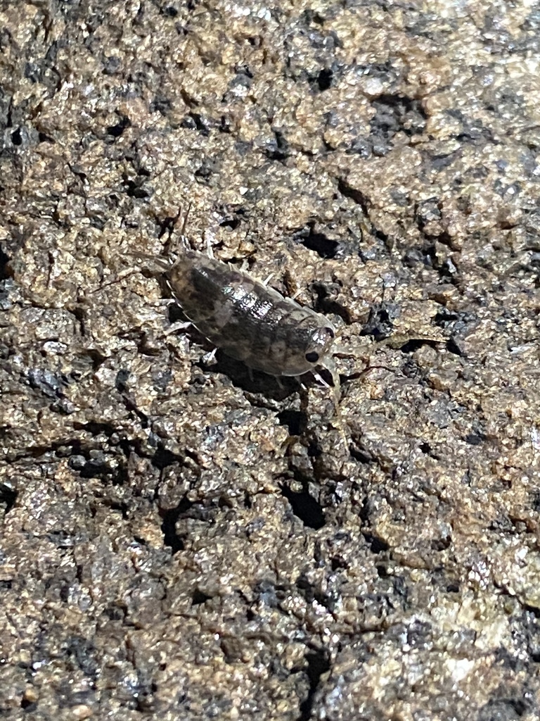Common Sea Slater from North Atlantic Ocean, York, ME, US on November 7 ...