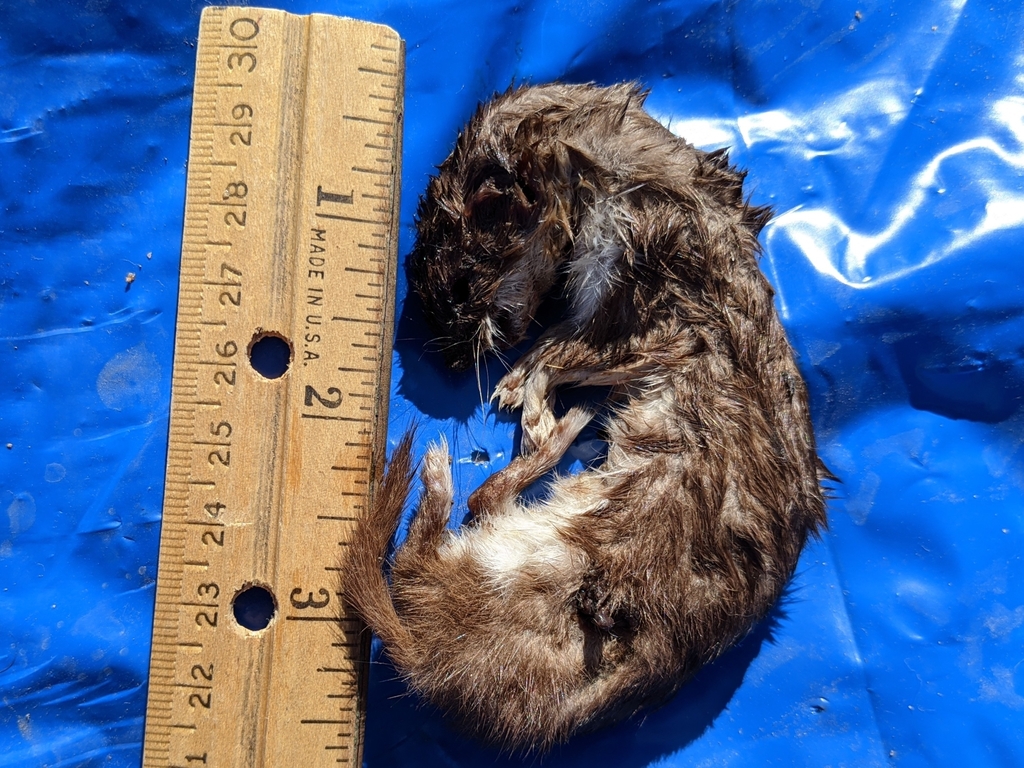 Least Weasel in November 2020 by saipelcsa. Found dead in field ...