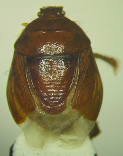 Genus Stibaropus · iNaturalist