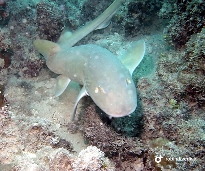 Arabian Carpetshark in November 2020 by Robin White · iNaturalist