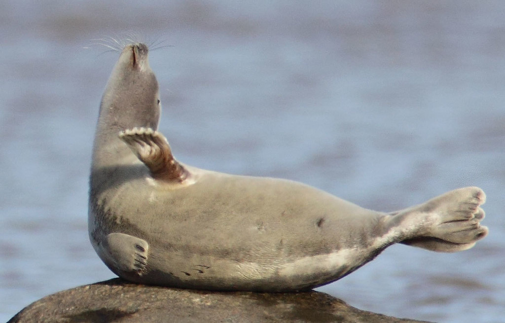 Ringed Seal and allies (Pusa) - Know Your Mammals