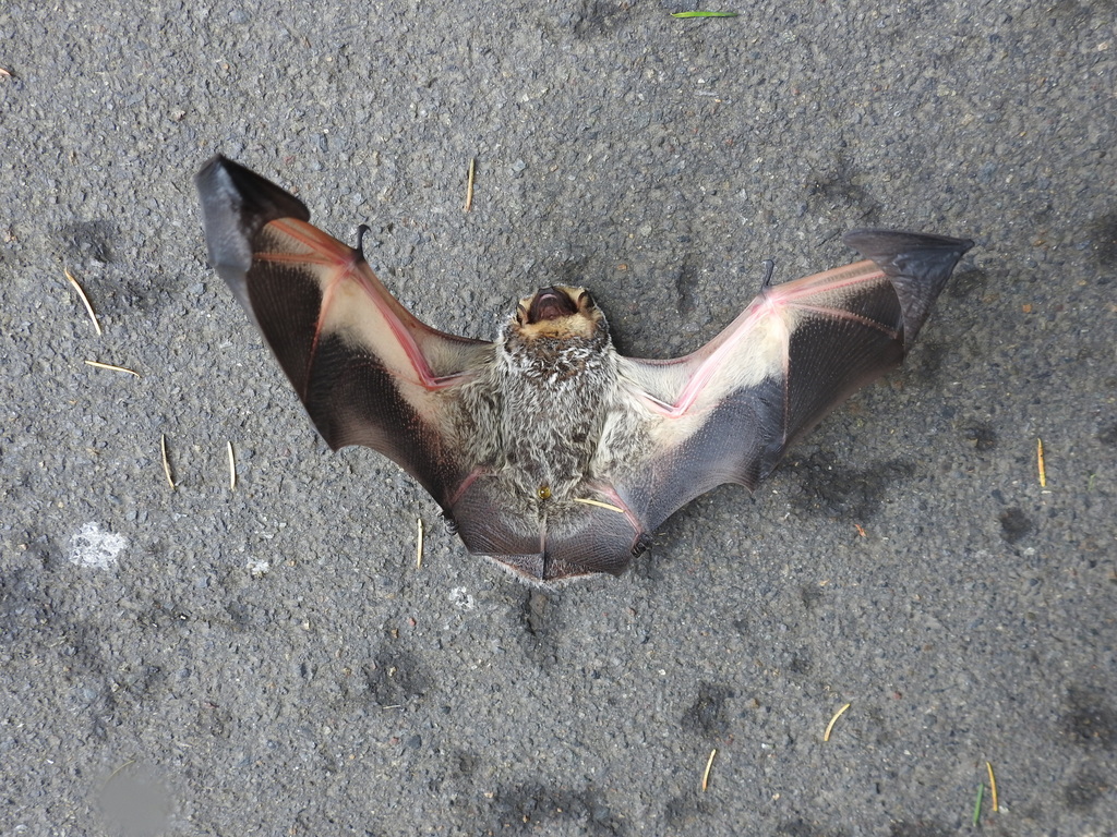 Hoary Bat (Lasiurus cinereus) - Know Your Mammals