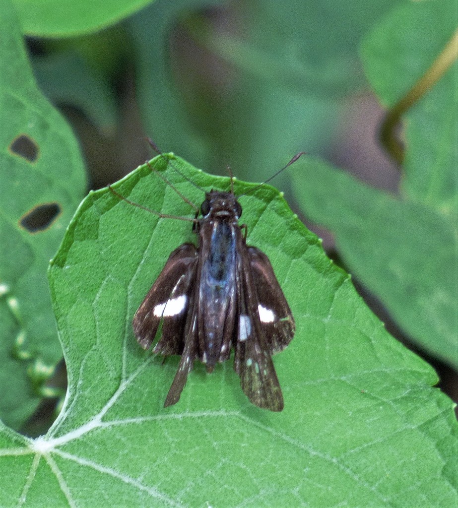 Zenis jebus jebus (Panamã Guaçu I) · iNaturalist