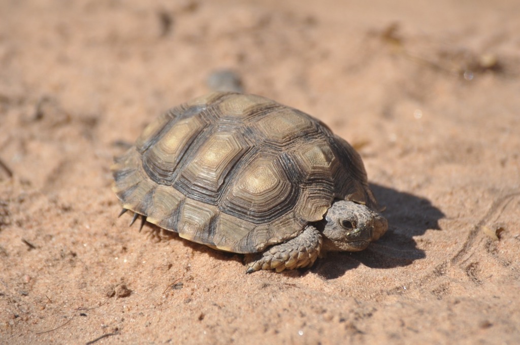Chaco Tortoise in November 2020 by ssmuel222. Ejemplar jonen de 10 cm ...