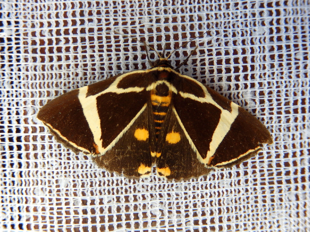 Fodina ostorius from Sydney NSW, Australia on November 11, 2020 at 08: ...