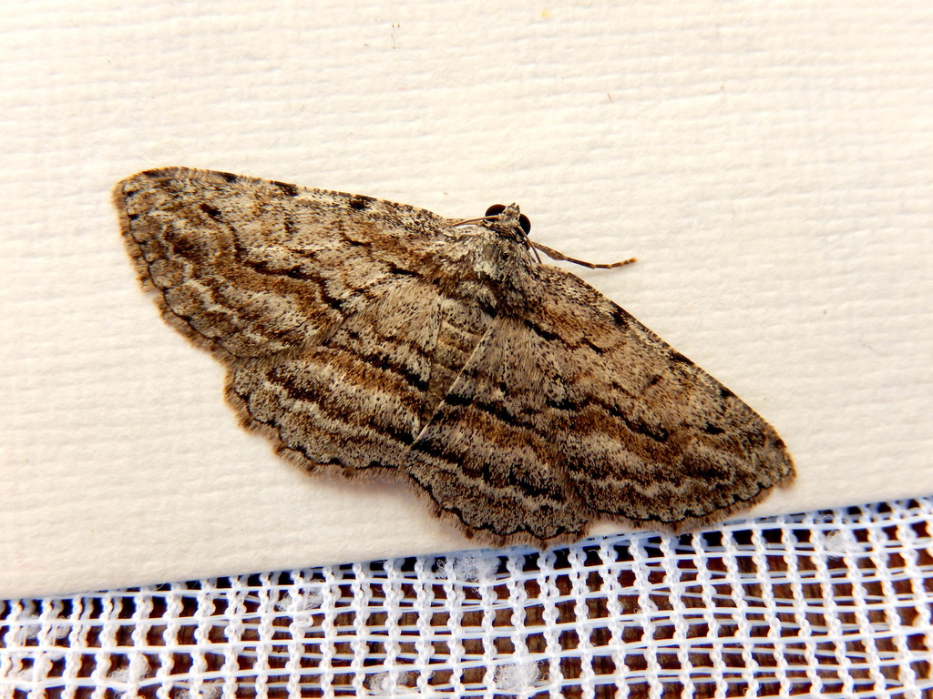 Psilosticha attacta from Sydney NSW, Australia on November 11, 2020 at ...