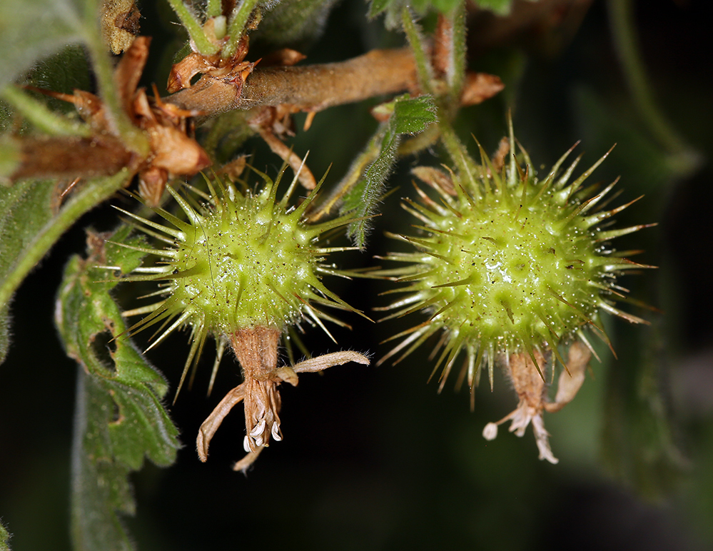 Gooseberry Family (Grossulariaceae) - Botanical Realm