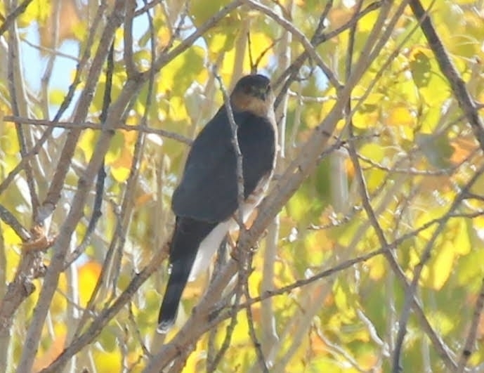 Sharp-shinned Hawk from Sedona, AZ 86336, USA on November 12, 2020 at ...