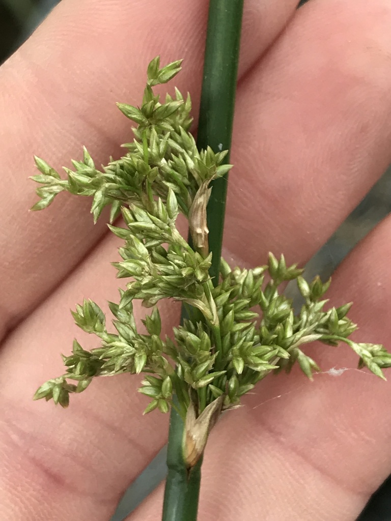 Juncus amabilis from Ballarto Road, Cranbourne, VIC, AU on October 15 ...