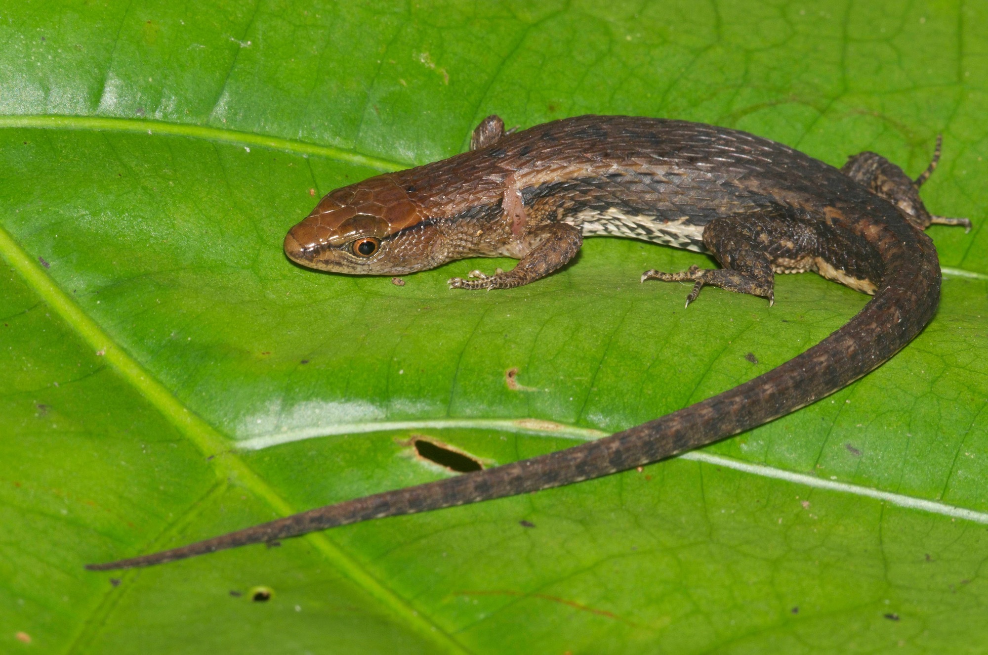 Alopoglossus angulatus (Linnaeus, 1758)
