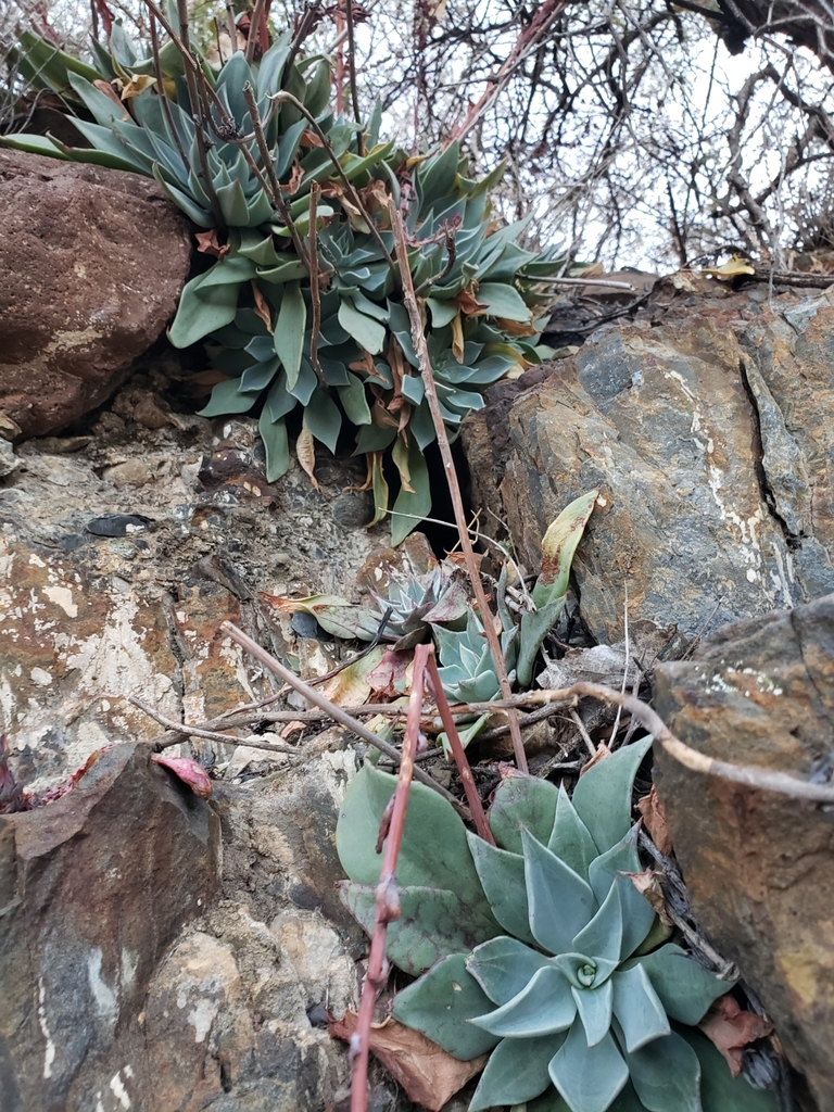 Desert Savior in November 2020 by Joey Santore · iNaturalist