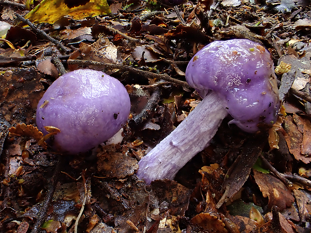 Cortinarius violaceovolvatus viola from Kiko Track on November 12, 2020 ...
