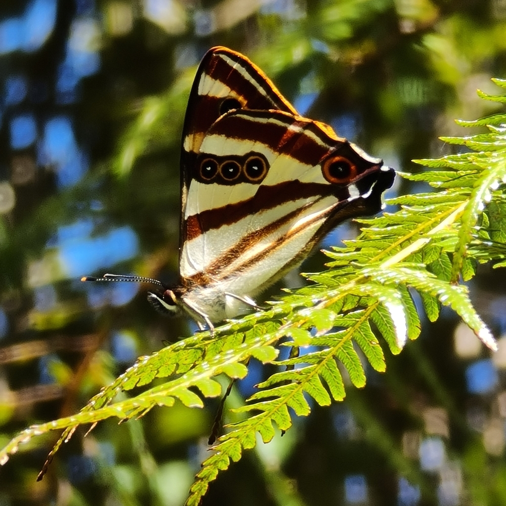 Helm's Butterfly in November 2020 by Sara Smerdon · iNaturalist