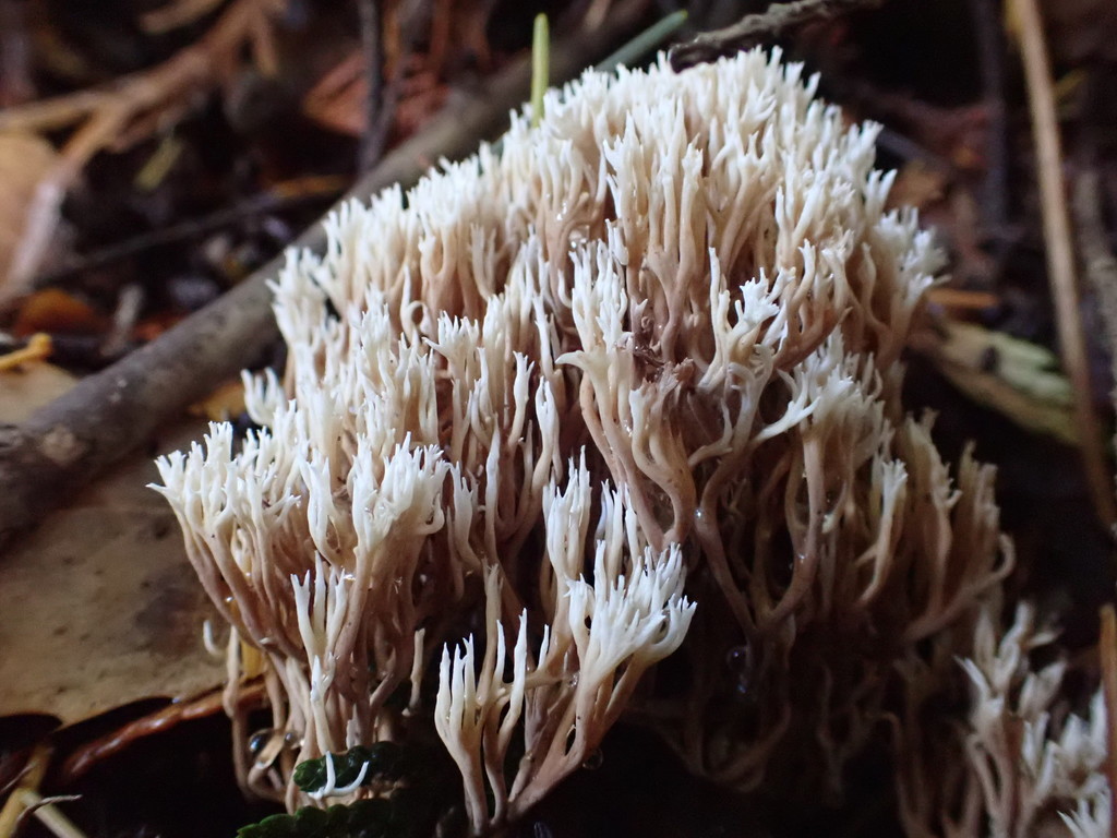 Lentaria pinicola from Thurston County, WA, USA on November 08, 2020 at ...