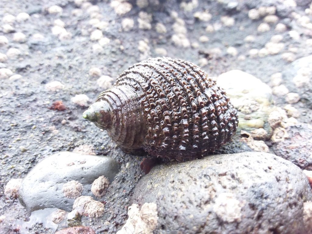 Caracol con diente (Becasses Check List) · iNaturalist