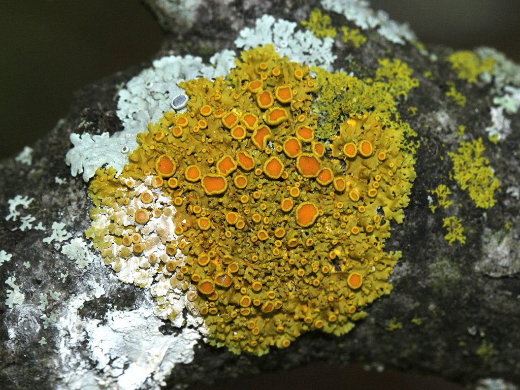 Poplar Sunburst Lichen (Lichens of the U.S.A pt. 1) · iNaturalist