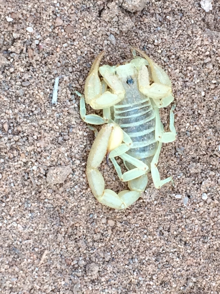 eastern sand scorpion from Petrified Forest National Park, Chambers, AZ ...