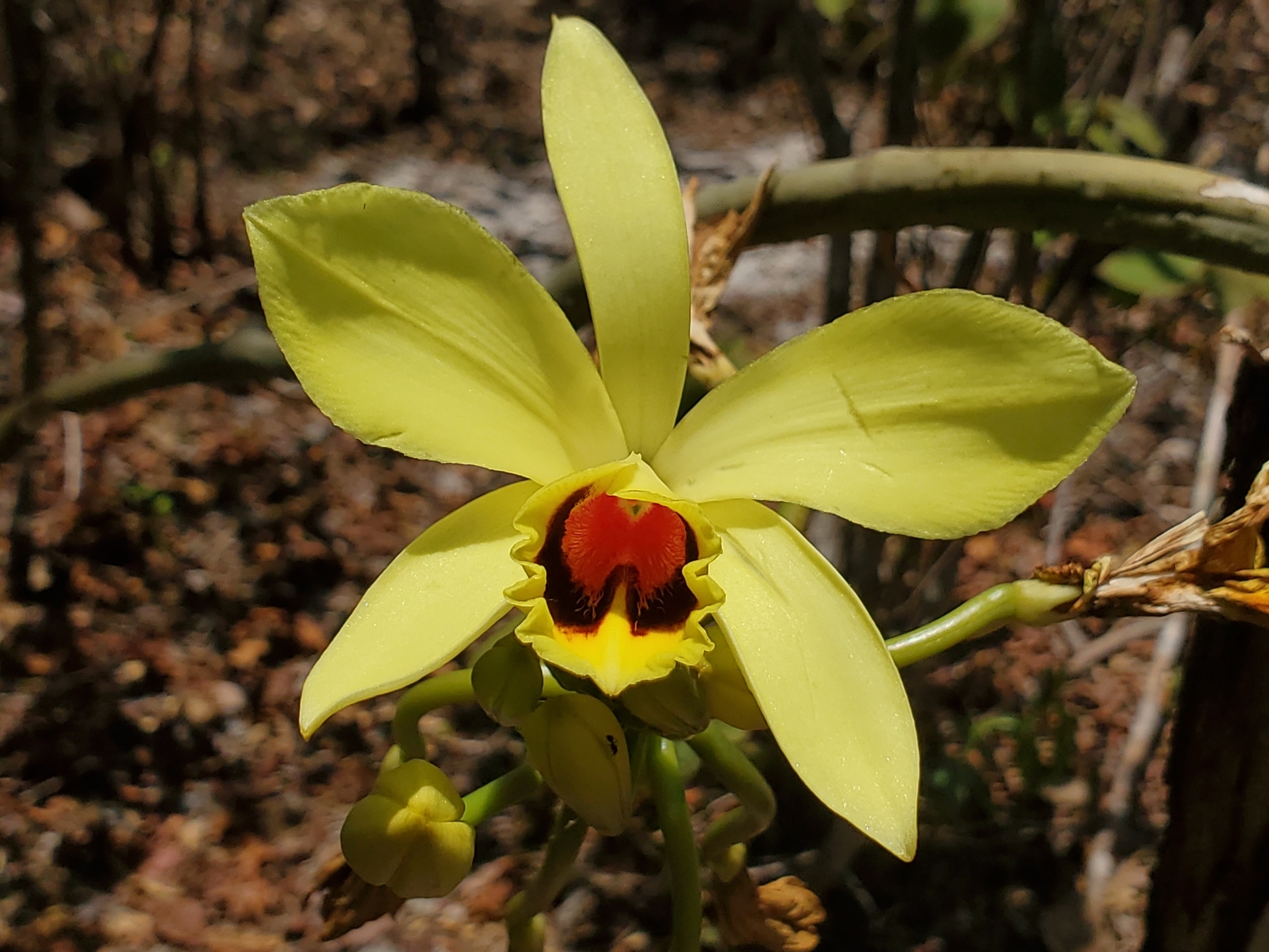 Vanilla perrieri Schltr.