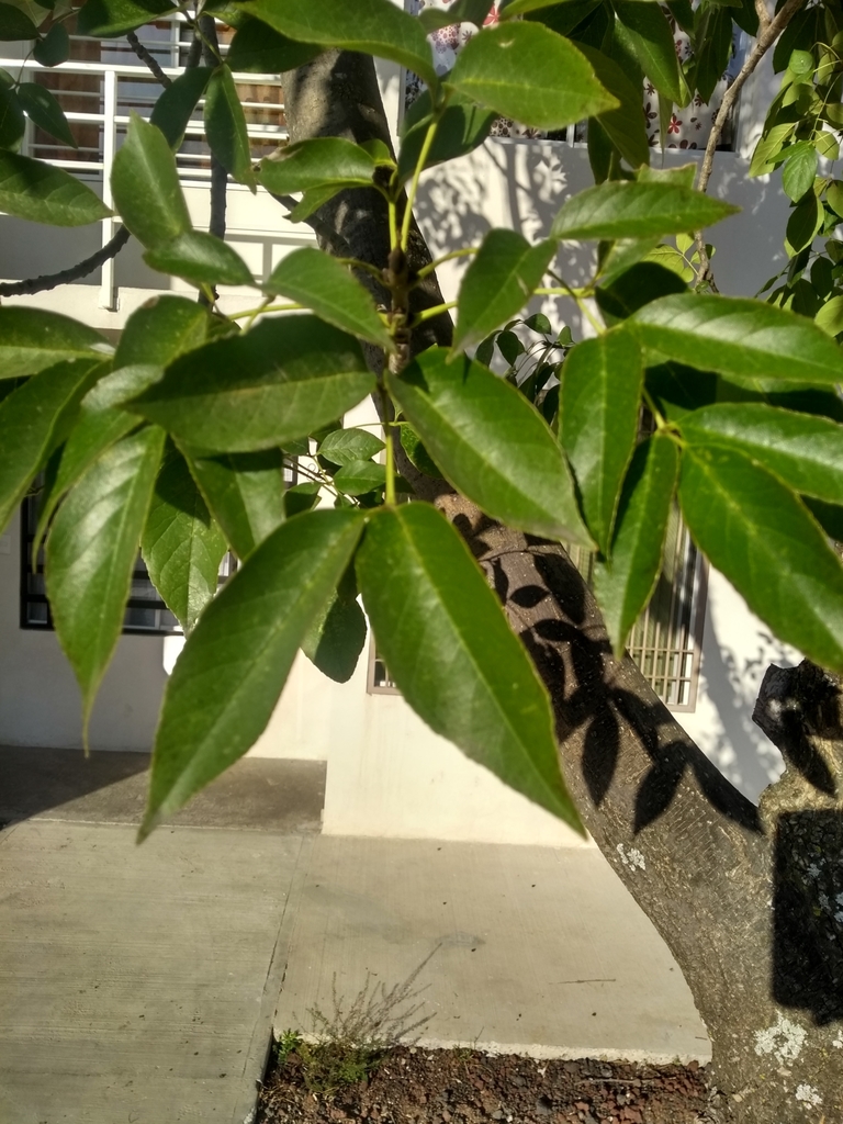 Shamel Ash from Morelia, Mich., México on November 12, 2020 at 08:30 AM ...