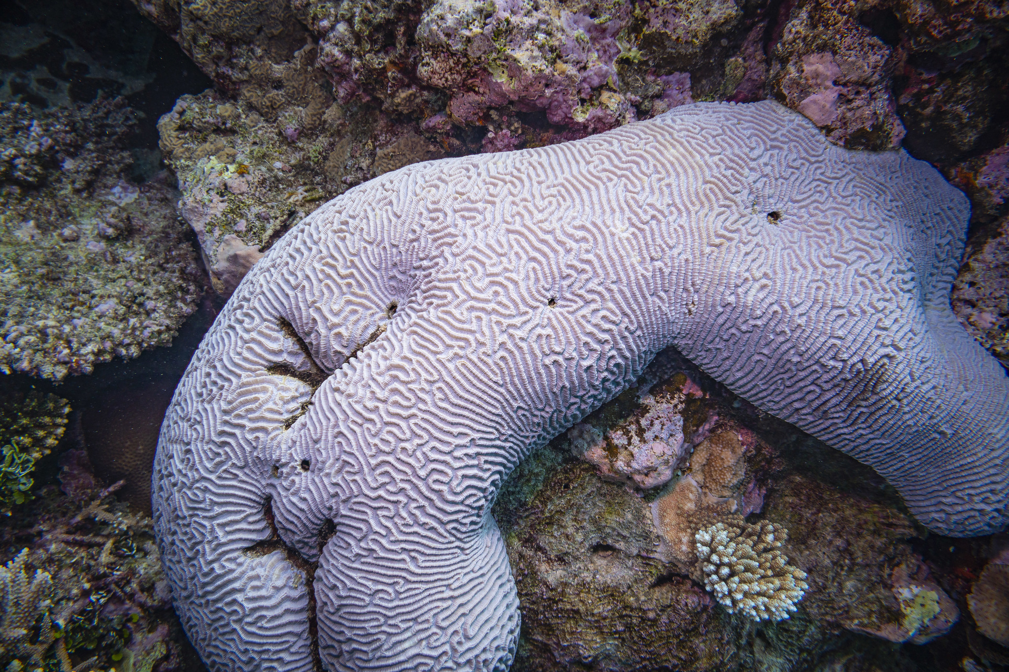 Platygyra daedalea (Ellis & Solander, 1786)