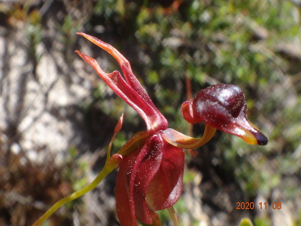 Large Flying Duck Orchid from Anglesea VIC 3230, Australia on November ...