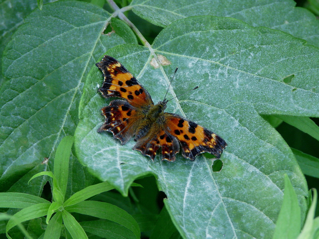 Green Comma from Second Depot Lake, Frontenac County, ON, Canada on ...