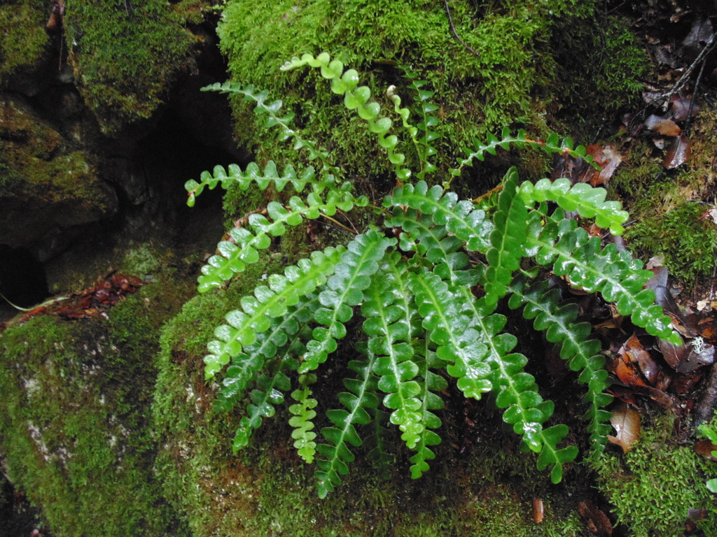 Rustyback (Asplenium ceterach) - Botanical Realm