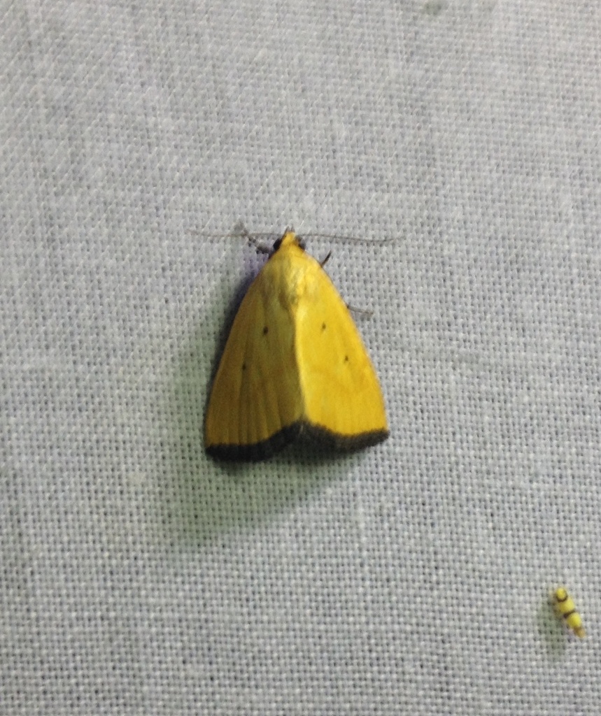 Black-bordered Lemon Moth (Butterflies and Moths of Floracliff Nature ...