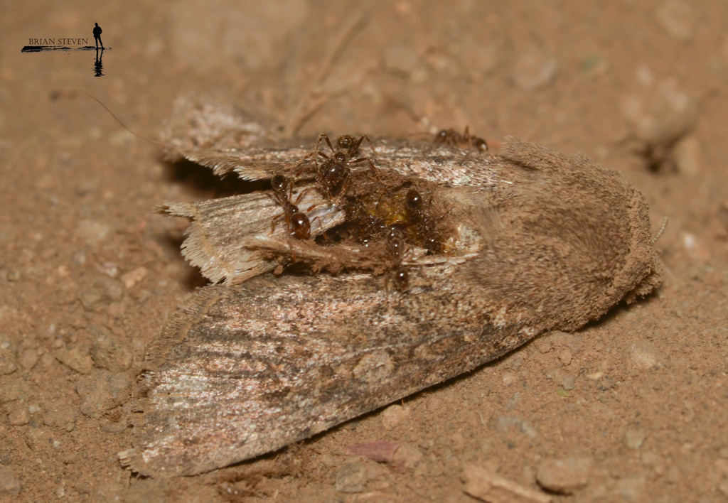 Solenopsis Fire Ants and Thief Ants from Santiago, Región Metropolitana ...