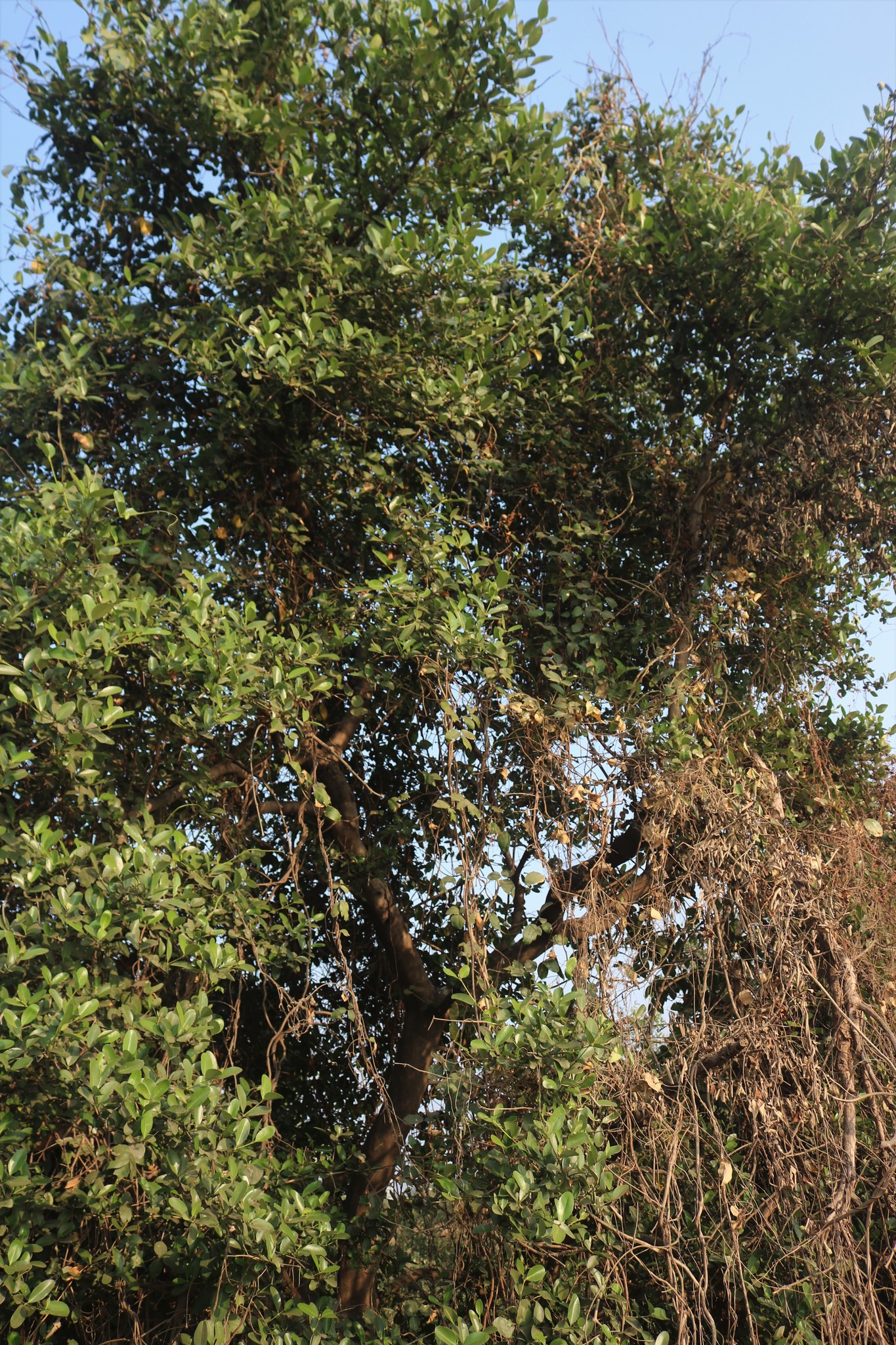 Avicennia officinalis L.
