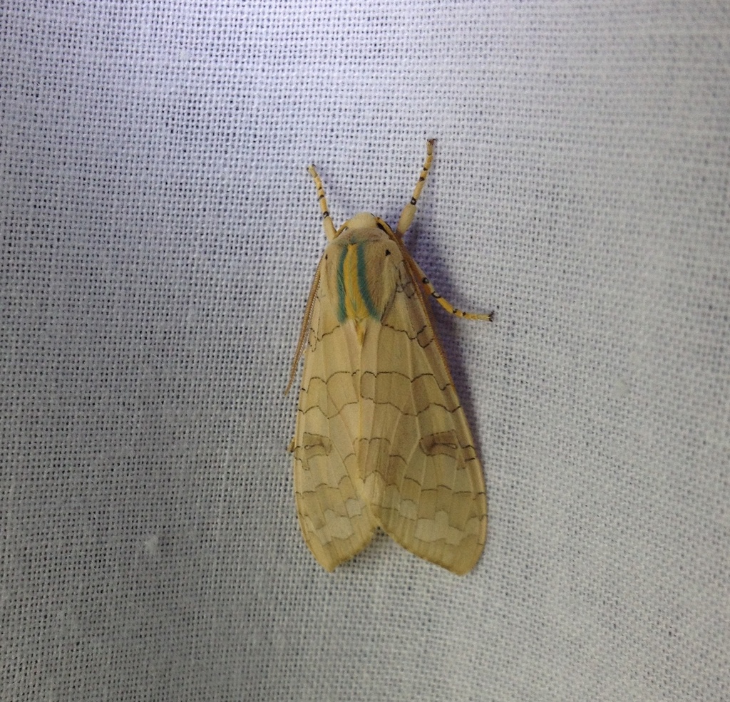 Banded Tussock Moth (Butterflies and Moths of Floracliff Nature ...