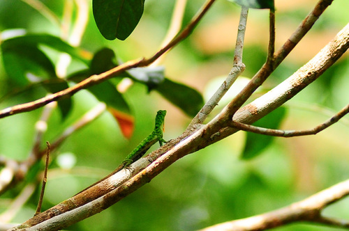 Bartlett’s Flying Dragon (Draco cornutus) - Snakes and Lizards