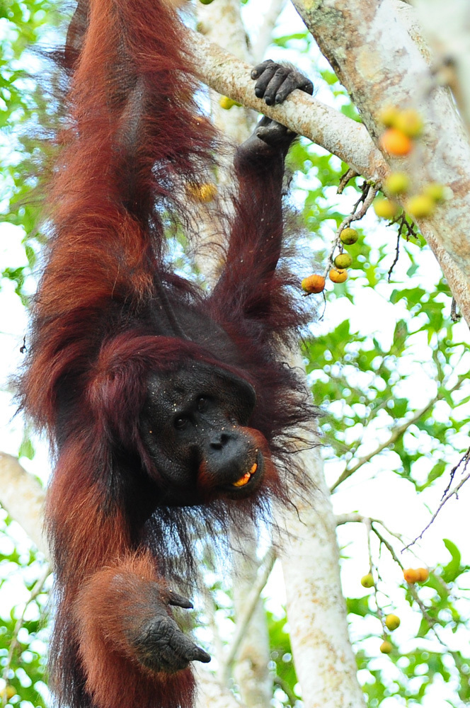 Orangutans (Ponginae) - Know Your Mammals