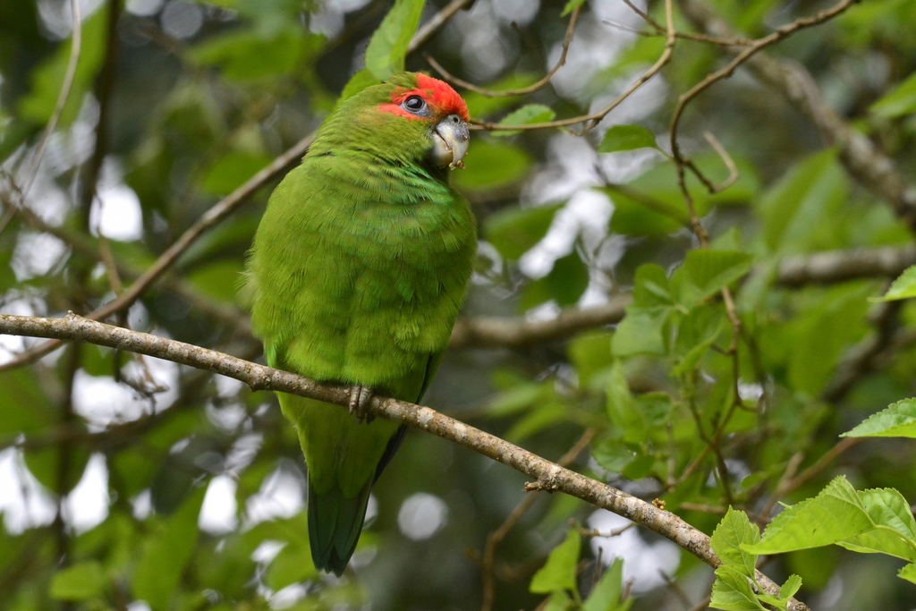 Pileated Parrot from Das Nações, Concórdia - SC, 89700-000, Brasil on ...