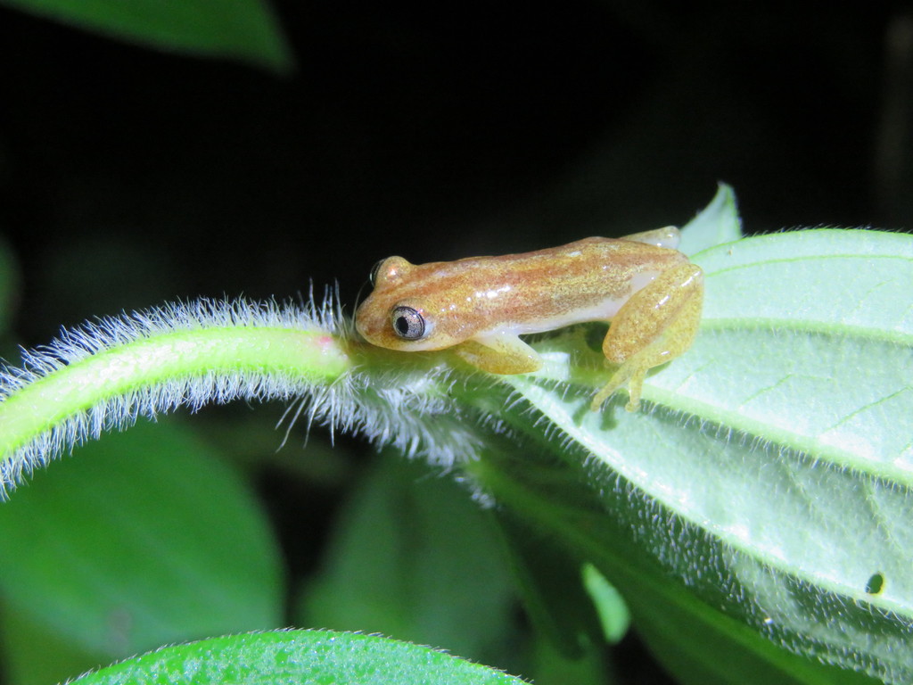 Stuhlmann's Spiny Reed Frog from Kilombero, Tanzania on February 24 ...